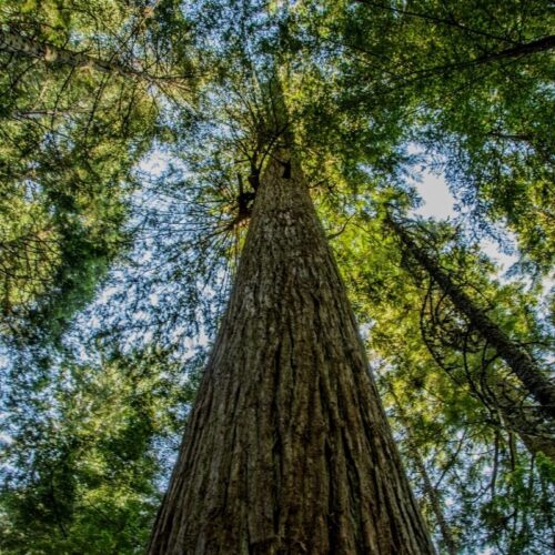 Western Red Cedar