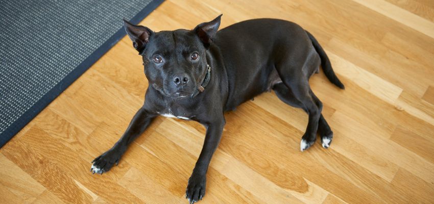 Easy Ways To Dog-Proof Your Hardwood Floor